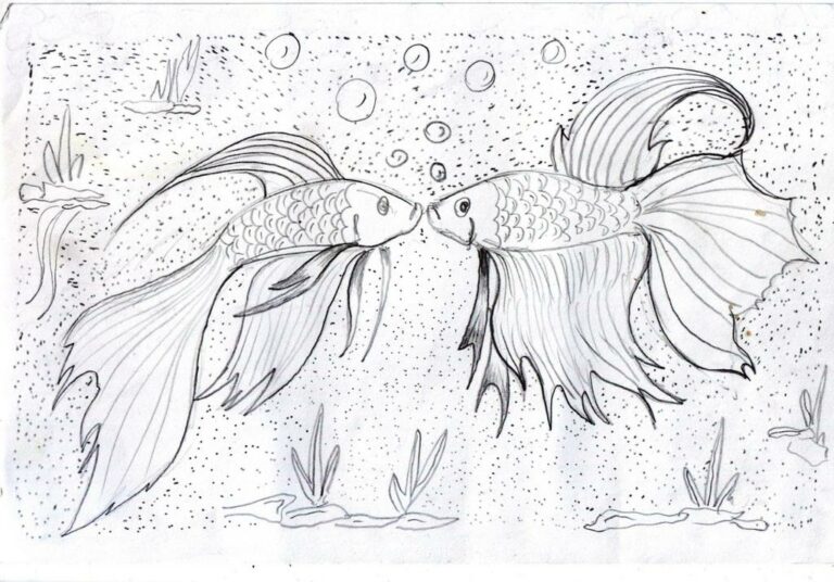 Kumpulan Gambar Sketsa Ikan Cupang, Keren dan Bagus! - Blog Pengajar Tekno