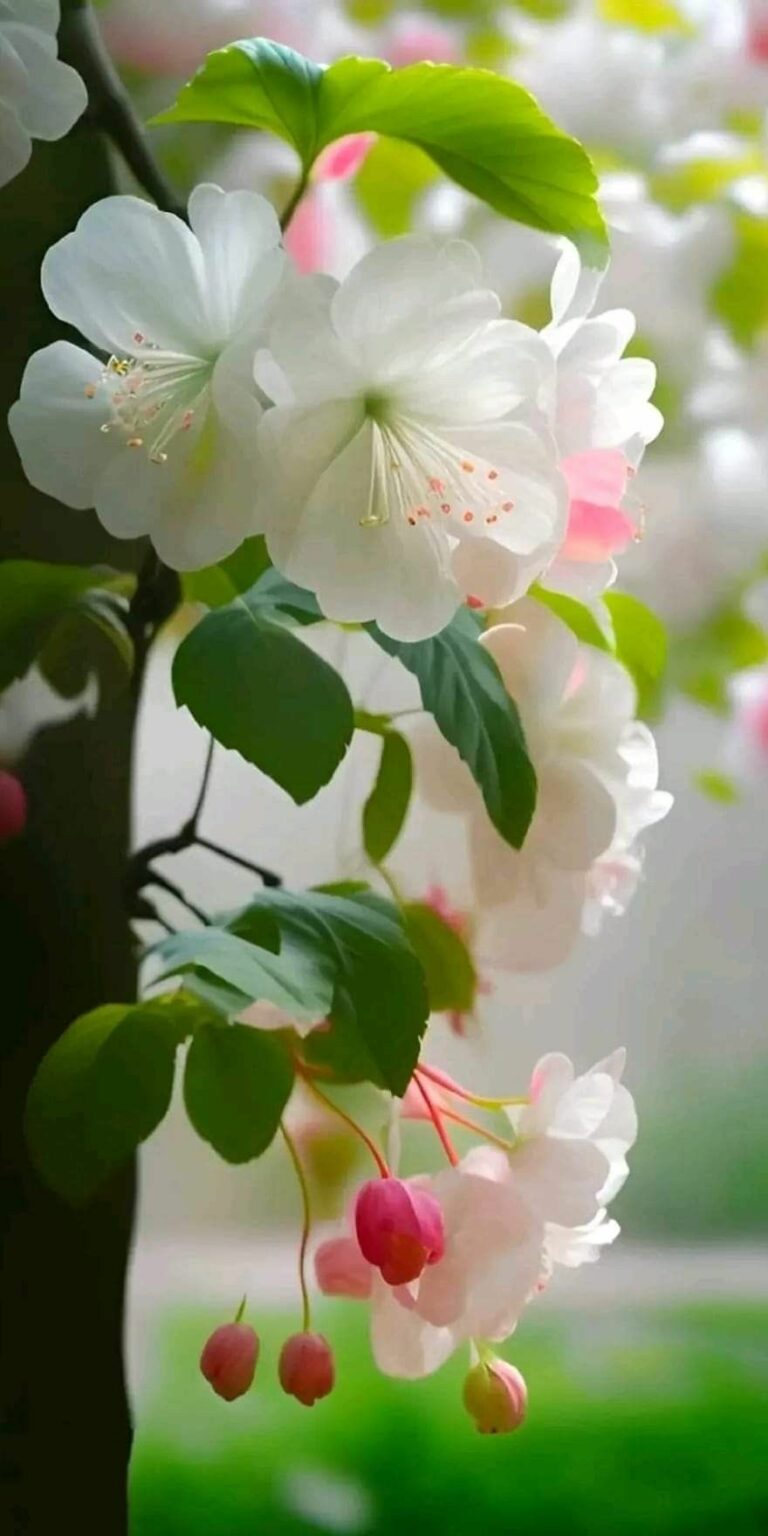 Kumpulan Gambar Bunga Cantik Terbagus dan Terlengkap - Blog Pengajar Tekno