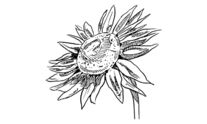Kumpulan Gambar Bunga Matahari Sketsa Terbagus dan Terlengkap - Blog ...
