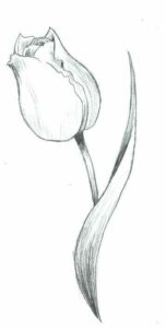 Kumpulan Gambar Bunga Tulip Sketsa Terbagus dan Terlengkap - Blog ...