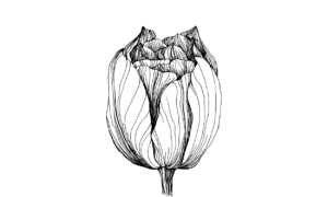 Kumpulan Gambar Bunga Tulip Sketsa Terbagus dan Terlengkap - Blog ...