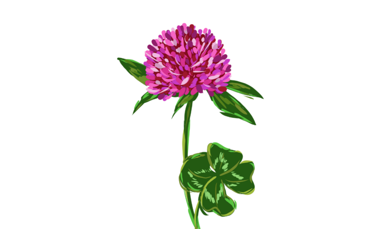 Kumpulan Gambar Bunga Yang Bagus dan Menarik Terlengkap - Blog Pengajar Tekno