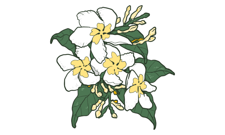 Kumpulan Gambar Bunga Yang Bagus dan Menarik Terlengkap - Blog Pengajar ...