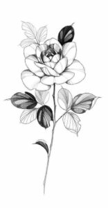 Kumpulan Gambar Sketsa Bunga Terbagus, Menarik dan Terlengkap - Blog ...