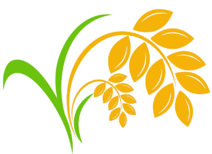 Kumpulan Logo Padi Emas Terbagus dan Paling Menarik - Blog Pengajar Tekno