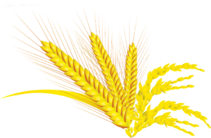 Kumpulan Logo Padi Emas Terbagus dan Paling Menarik - Blog Pengajar Tekno