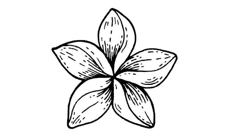 Kumpulan Sketsa Bunga Kamboja Terbagus dan Terlengkap - Blog Pengajar Tekno