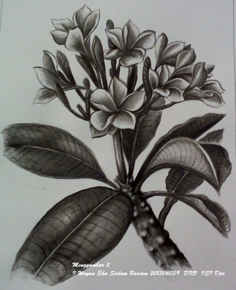 Kumpulan Sketsa Bunga Kamboja Terbagus dan Terlengkap - Blog Pengajar Tekno