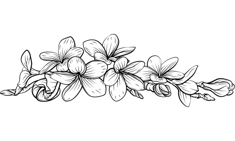 Kumpulan Sketsa Bunga Kamboja Terbagus dan Terlengkap - Blog Pengajar Tekno