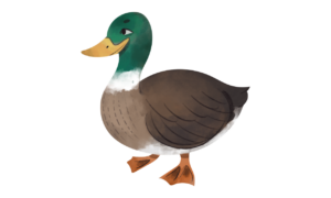 Kumpulan Gambar Bebek Kartun Terbagus dan Terlengkap - Blog Pengajar Tekno