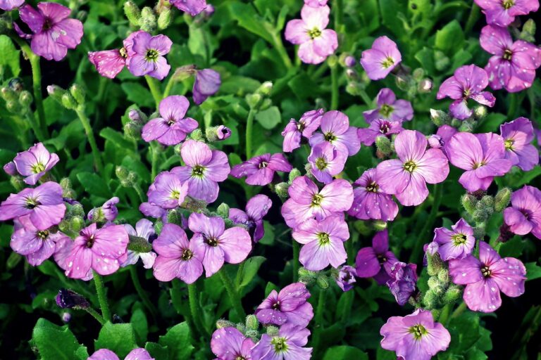 Kumpulan Gambar Bunga Kecil Terbagus dan Terlengkap - Blog Pengajar Tekno