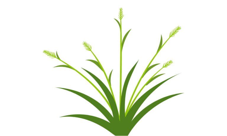 Kumpulan Gambar Rumput Kartun Terbagus dan Terlengkap - Blog Pengajar Tekno