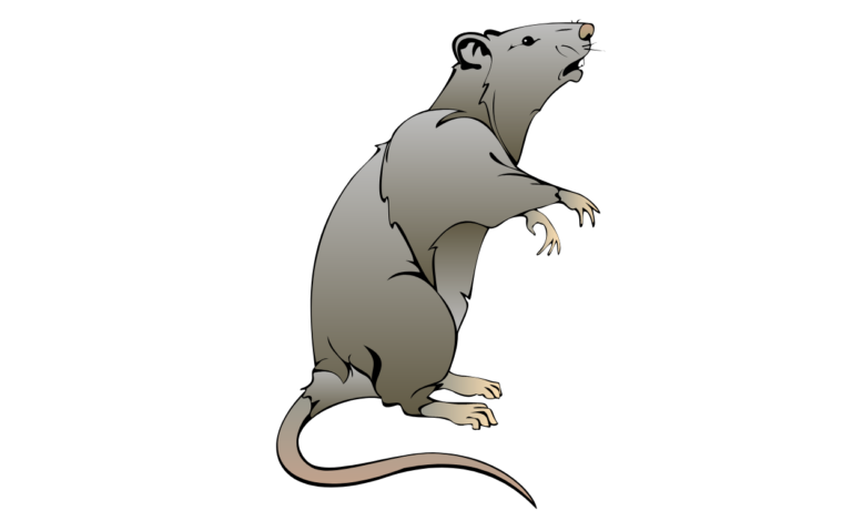 Kumpulan Gambar Tikus Kartun Terbagus dan Terlengkap - Blog Pengajar Tekno