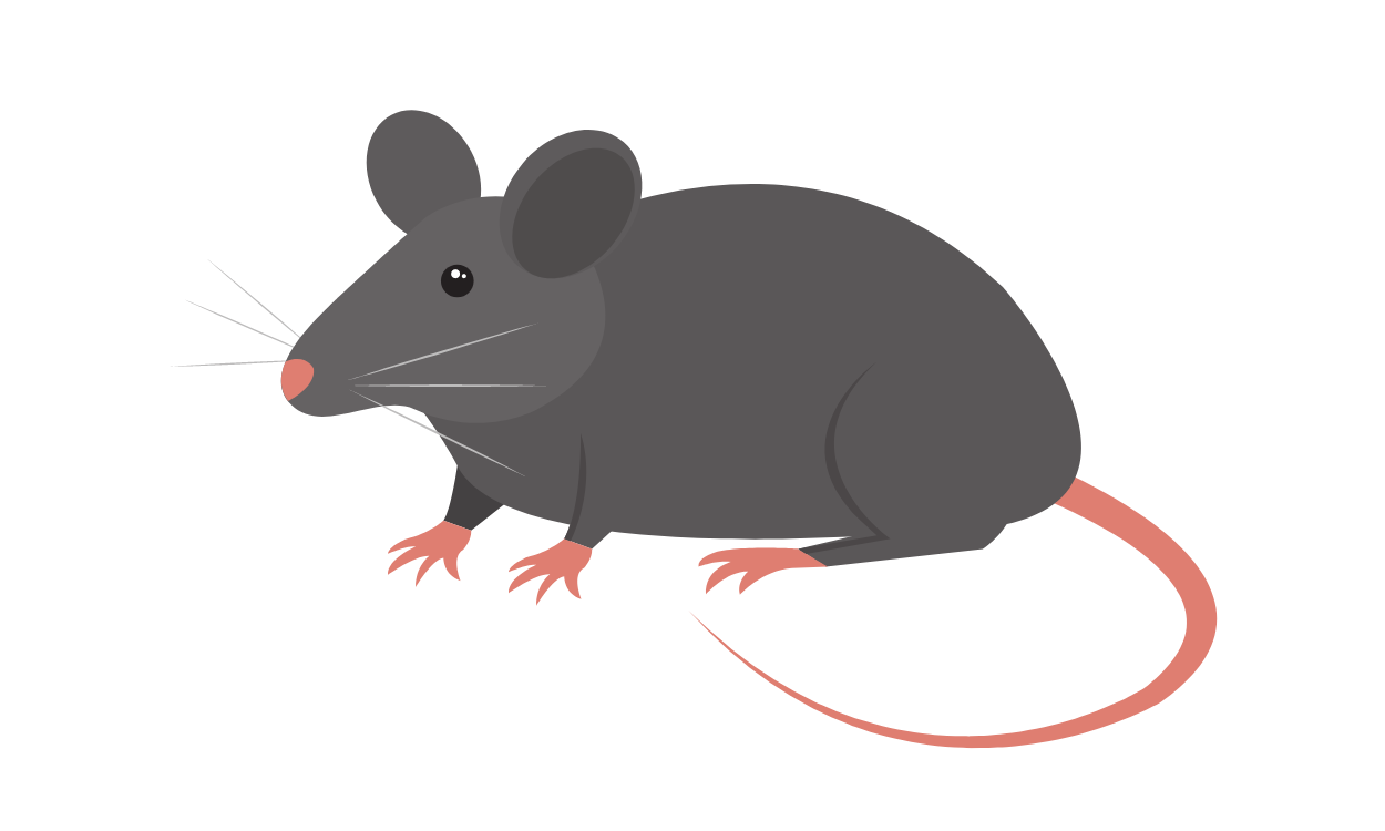 Kumpulan Gambar Tikus Kartun Terbagus dan Terlengkap - Blog Pengajar Tekno