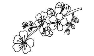 Kumpulan Sketsa Gambar Bunga Sakura Terbagus dan Terlengkap - Blog ...