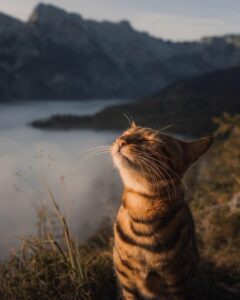 Kumpulan Foto Kucing Aesthetic Terbagus dan Terlengkap - Blog Pengajar ...