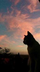 Kumpulan Foto Kucing Aesthetic Terbagus dan Terlengkap - Blog Pengajar ...