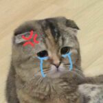 Kumpulan Foto Kucing Lucu Terkece Imut dan Terlengkap - Blog Pengajar Tekno