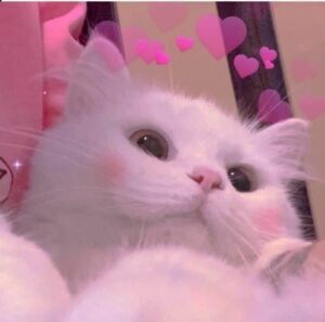 Kumpulan Foto Kucing Lucu Terkece Imut dan Terlengkap - Blog Pengajar Tekno