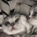 Kumpulan Foto Kucing Lucu Terkece Imut dan Terlengkap - Blog Pengajar Tekno