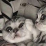 Kumpulan Foto Kucing Lucu Terkece Imut dan Terlengkap - Blog Pengajar Tekno