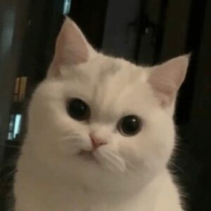 Kumpulan Foto Kucing Lucu Terkece Imut dan Terlengkap - Blog Pengajar Tekno