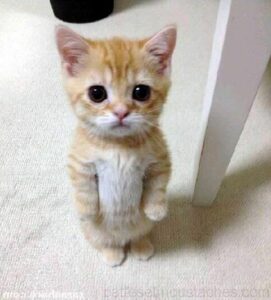 Kumpulan Foto Kucing Lucu Terkece Imut dan Terlengkap - Blog Pengajar Tekno