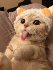 Kumpulan Foto Kucing Lucu Terkece Imut dan Terlengkap - Blog Pengajar Tekno
