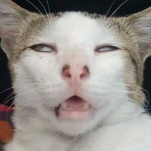 Kumpulan Foto Kucing Lucu Terkece Imut dan Terlengkap - Blog Pengajar Tekno