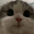 Kumpulan Foto Kucing Lucu Terkece Imut dan Terlengkap - Blog Pengajar Tekno