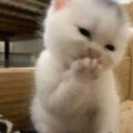 Kumpulan Foto Kucing Lucu Terkece Imut dan Terlengkap - Blog Pengajar Tekno