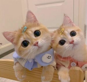 Kumpulan Foto Kucing Lucu Terkece Imut dan Terlengkap - Blog Pengajar Tekno