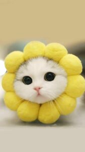 Kumpulan Foto Kucing Lucu Terkece Imut dan Terlengkap - Blog Pengajar Tekno