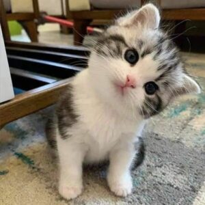Kumpulan Foto Kucing Lucu Terkece Imut dan Terlengkap - Blog Pengajar Tekno