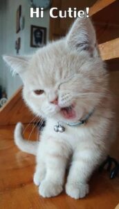 Kumpulan Foto Kucing Lucu Terkece Imut dan Terlengkap - Blog Pengajar Tekno