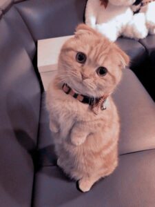 Kumpulan Foto Kucing Lucu Terkece Imut dan Terlengkap - Blog Pengajar Tekno