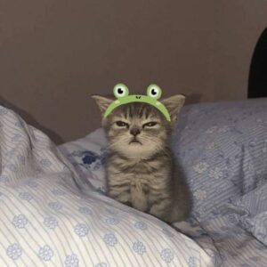 Kumpulan Foto Kucing Lucu Terkece Imut dan Terlengkap - Blog Pengajar Tekno