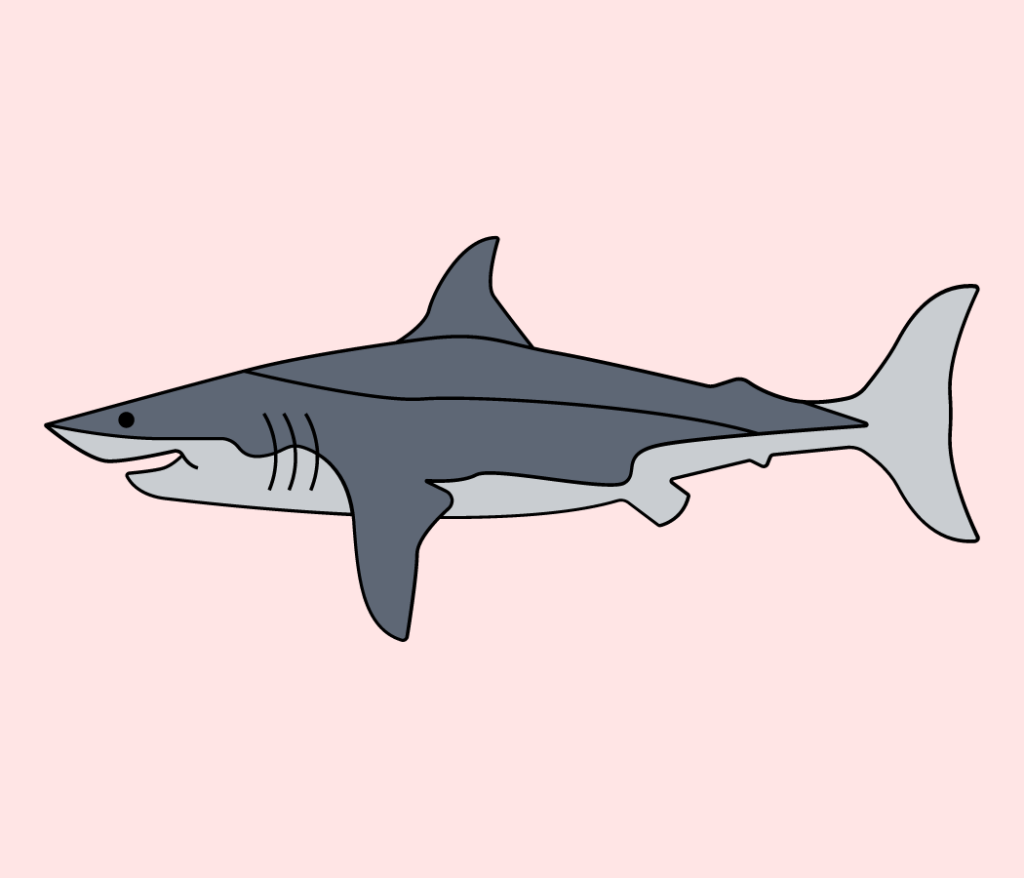 Kumpulan Gambar Ikan Hiu Terbagus dan Terlengkap - Blog Pengajar Tekno