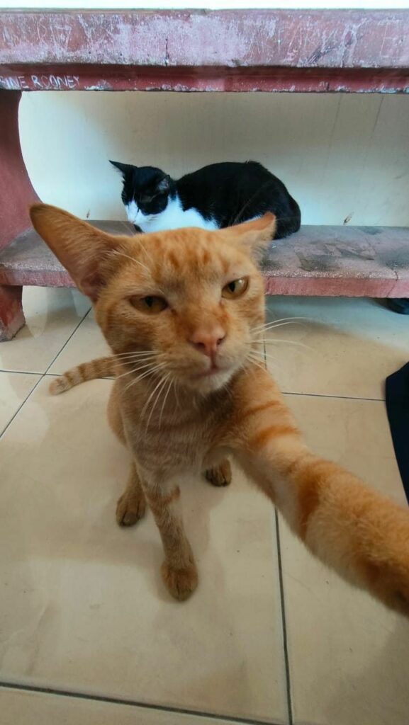 Kumpulan Foto Kucing Selfie Lucu Terbagus dan Terlengkap - Blog ...