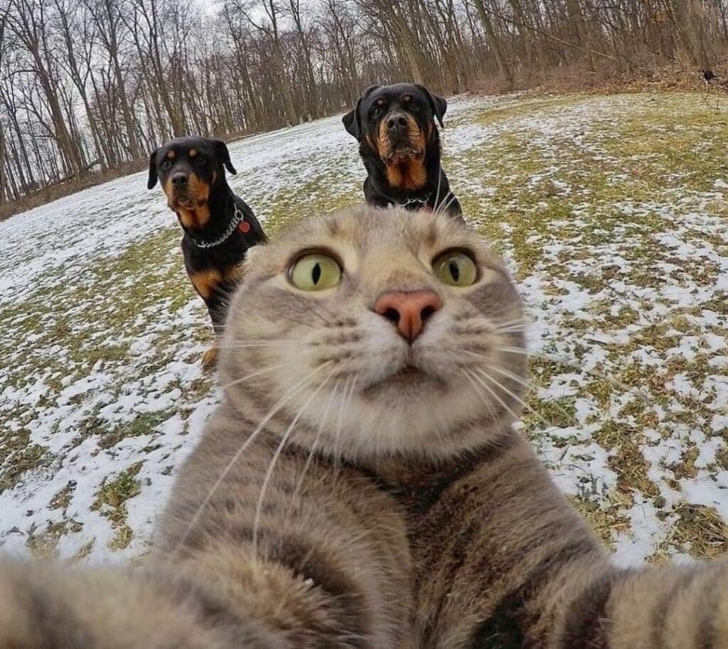 Kumpulan Foto Kucing Selfie Lucu Terbagus dan Terlengkap - Blog ...