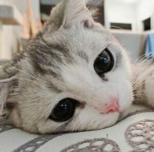 Kumpulan Gambar Kucing Sedih Terbagus dan Terlengkap - Blog Pengajar Tekno