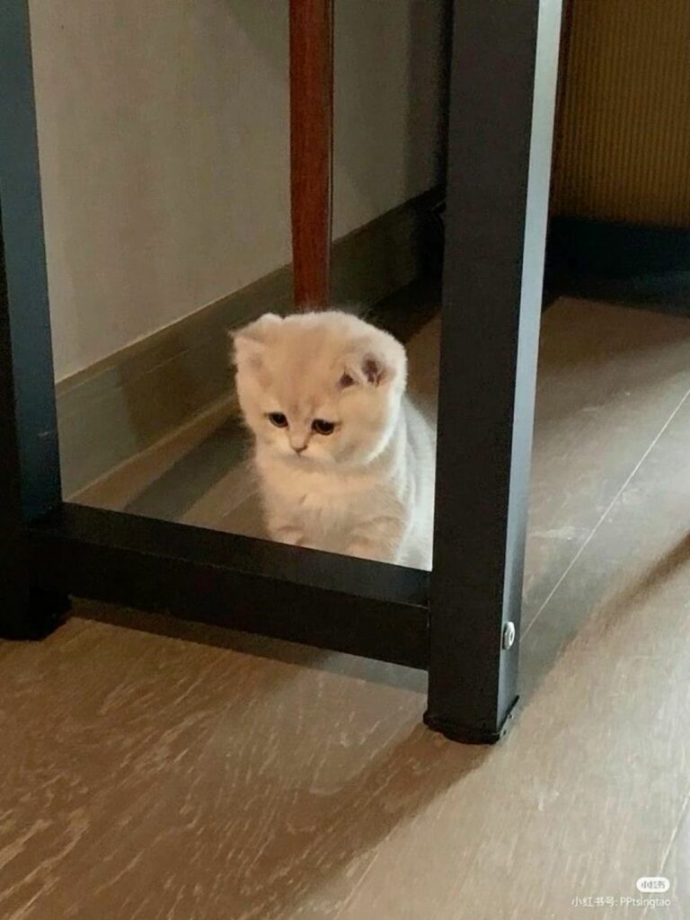 Kumpulan Gambar Kucing Sedih Terbagus dan Terlengkap - Blog Pengajar Tekno