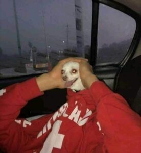 Kumpulan Foto Lucu Buat Profil Paling Gokil Terbagus dan Terlengkap ...