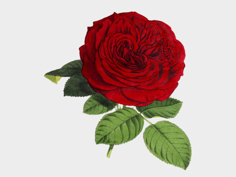 Kumpulan Gambar Mawar Merah Terbagus dan Terlengkap - Blog Pengajar Tekno
