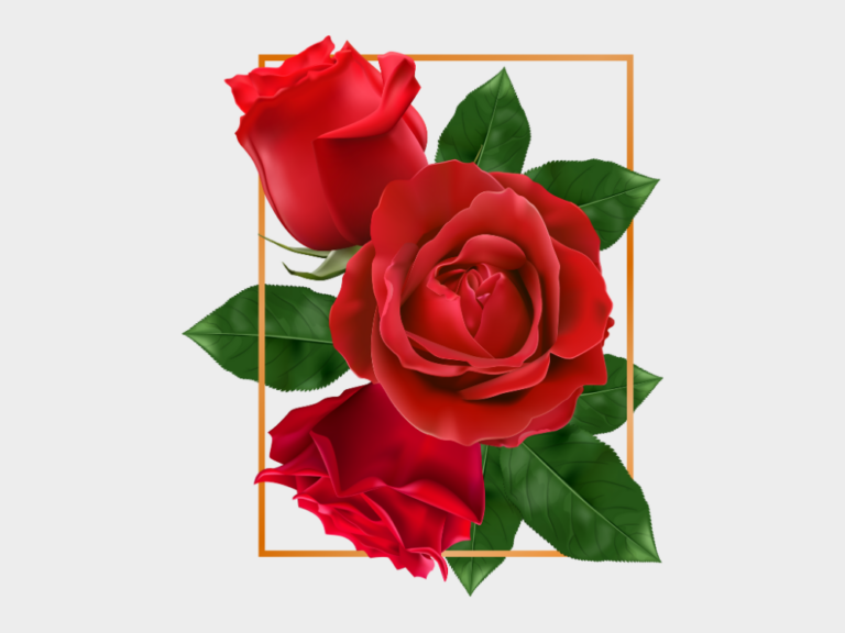 Kumpulan Gambar Mawar Merah Terbagus dan Terlengkap - Blog Pengajar Tekno