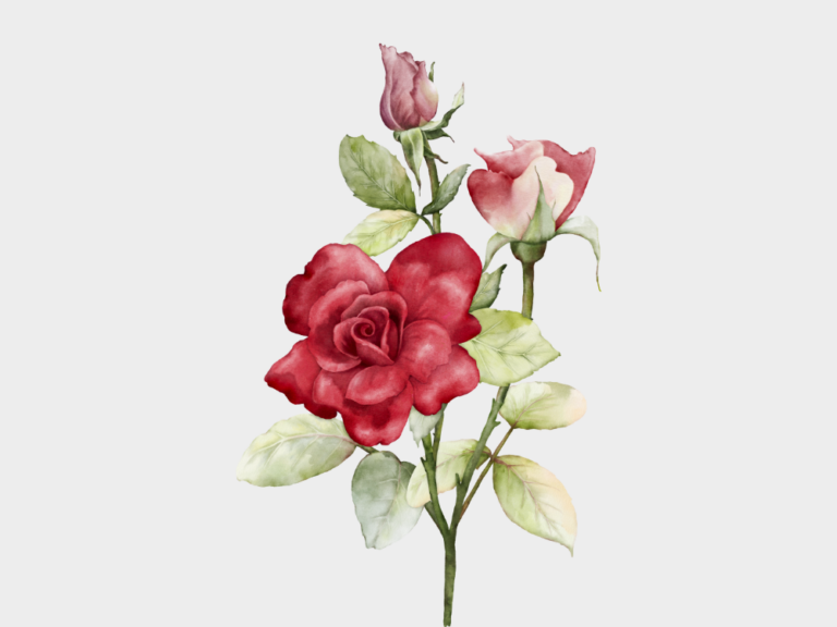 Kumpulan Gambar Mawar Merah Terbagus dan Terlengkap - Blog Pengajar Tekno