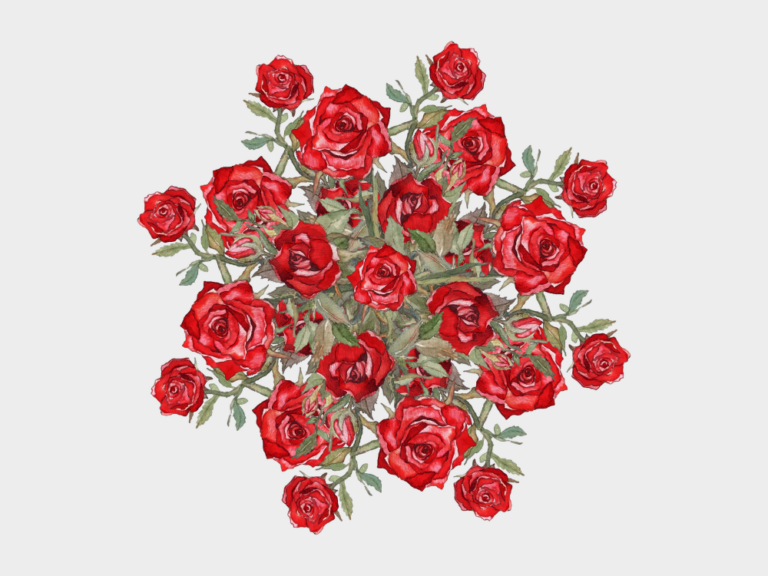 Kumpulan Gambar Mawar Merah Terbagus dan Terlengkap - Blog Pengajar Tekno