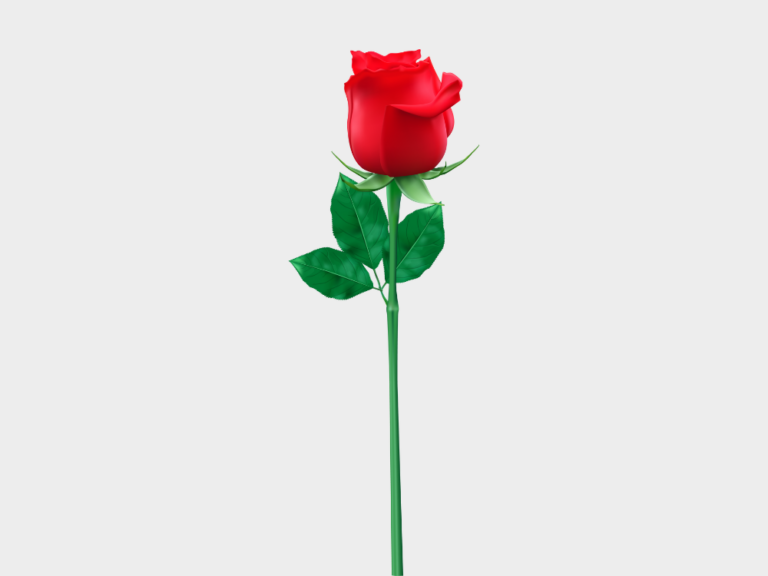 Kumpulan Gambar Mawar Merah Terbagus dan Terlengkap - Blog Pengajar Tekno
