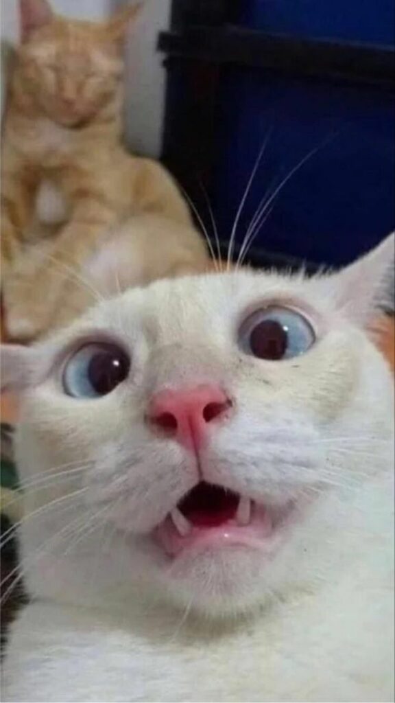 Kumpulan Foto Wallpaper Lucu Banget Terbagus dan Terlengkap - Blog ...