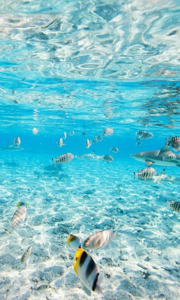 Kumpulan Background Laut Indah Terbagus dan Terlengkap - Blog Pengajar ...